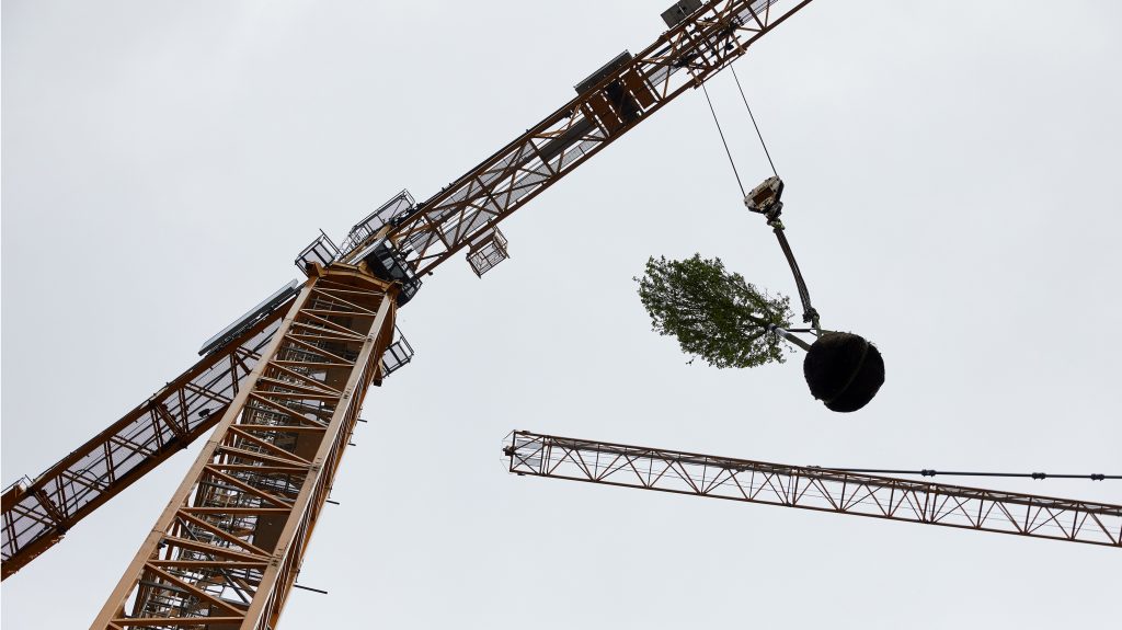 wonderwoods | first tree planted | Stefano Boeri Architetti